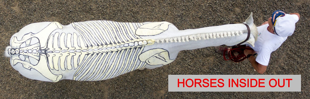 Understanding the Horse's Back