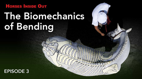 The Biomechanics of Bending | Horses Inside Out