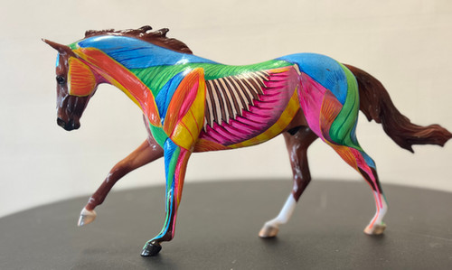 Small Anatomical Models | Horses Inside Out