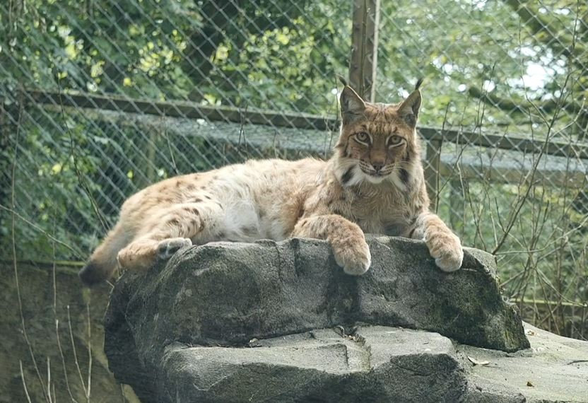 Panthera Britannia Review | Film Reviews