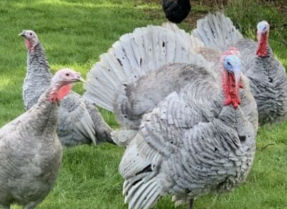 Research | Pip And Zip