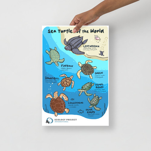 Sea Turtles of the World Poster | EPI Store