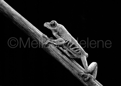 Red-Eyed Tree Frog | Reproduction | Melissa Helene