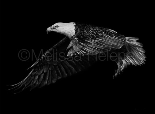 Bald Eagle | Reproduction | Melissa Helene