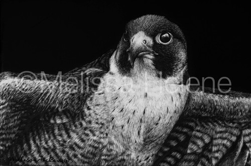 Peregrine Falcon | Reproduction | Melissa Helene