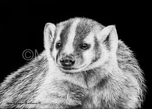 North American Badger | Reproduction | Melissa Helene