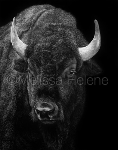 American Bison | Reproduction | Melissa Helene