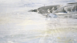 Hercules: Triton Brings Us Speed and Comfort in Their Latest Submersible