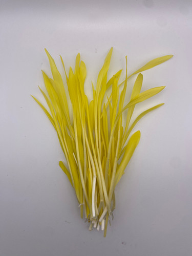 Corn Shoots - Wholesale | MicroDreams