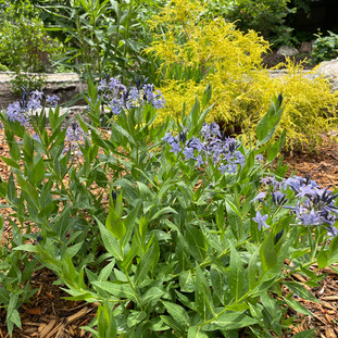 Beautiful Landscape Design | Shaque Designs | Boston