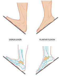 Progressing Ankle Mobility beyond SMR