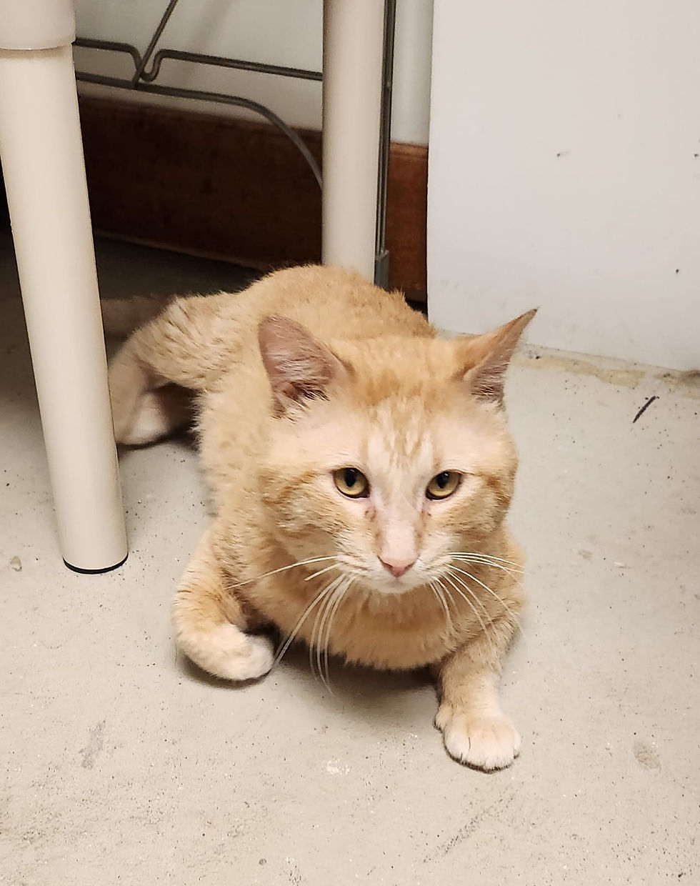 Cats - Available