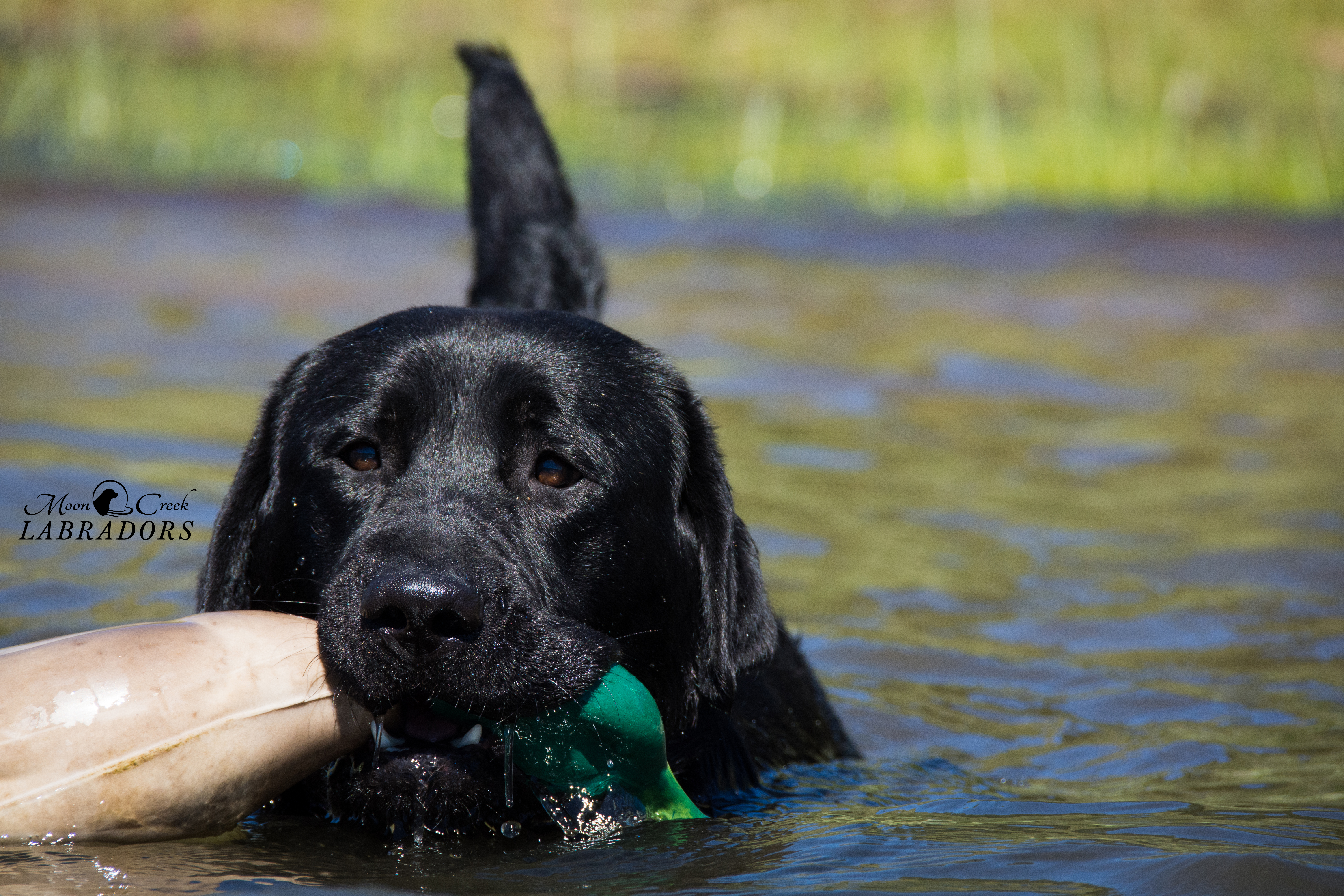 De Soleil's I've Got The Moves at Moon | moon-creek-labradors