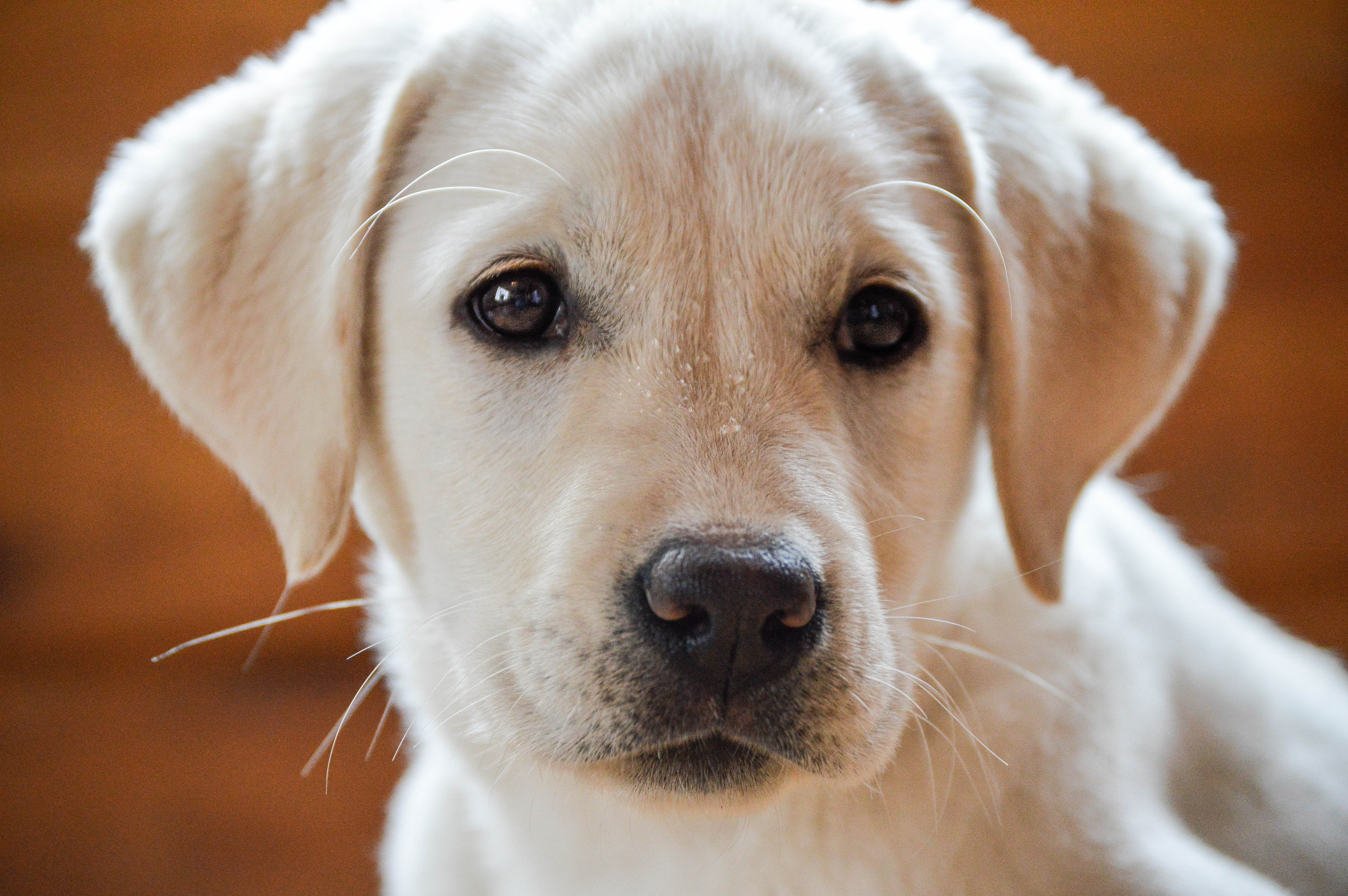 Moon Creek's Fancy Don't Let Me Down | moon-creek-labradors