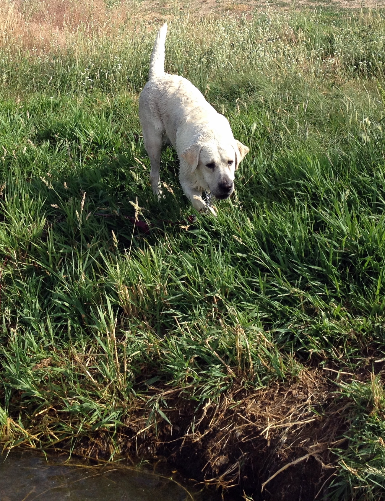 Moon Creek's 'Nuff Said