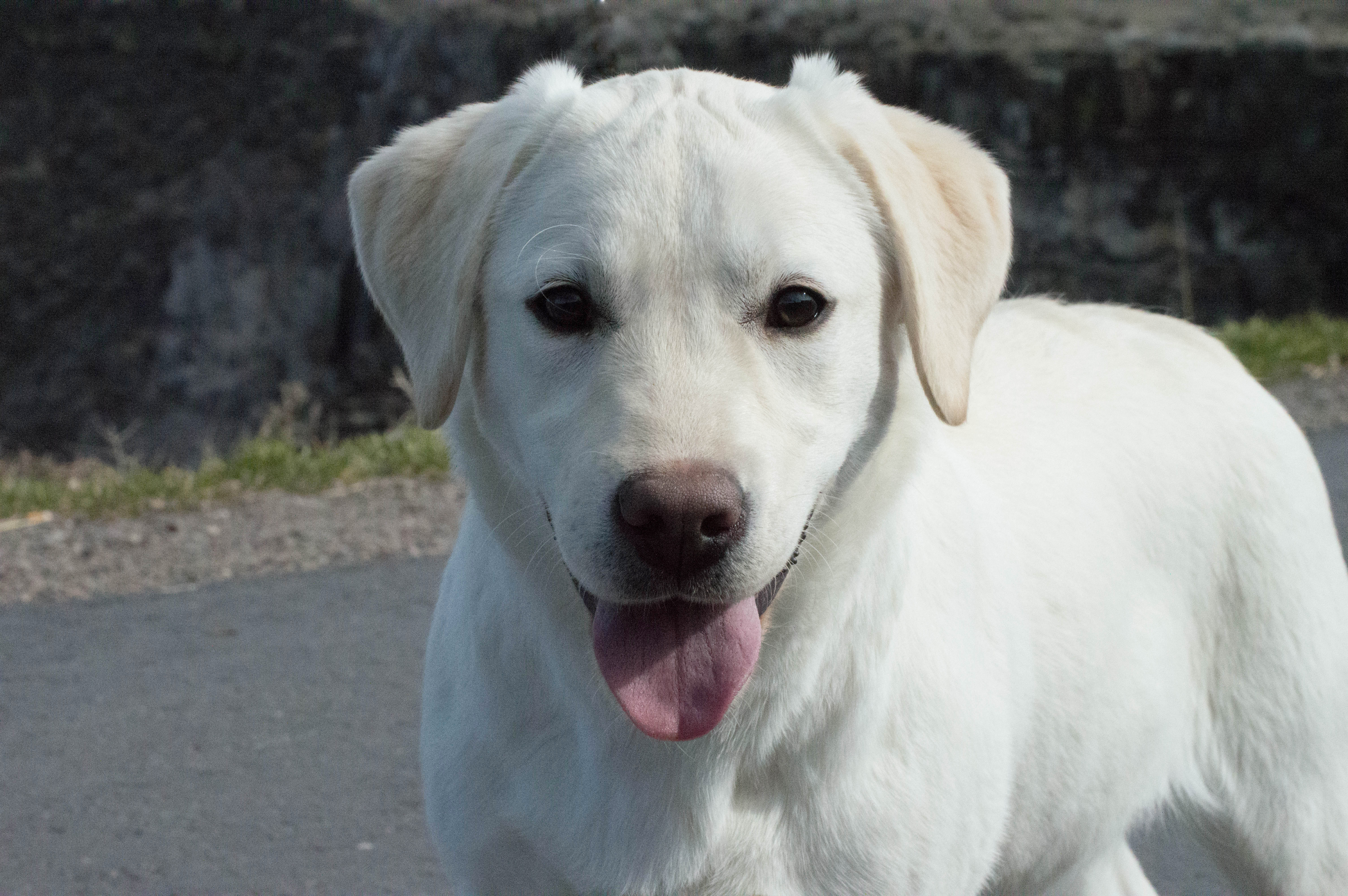 Moon Creek's Fancy Don't Let Me Down | moon-creek-labradors