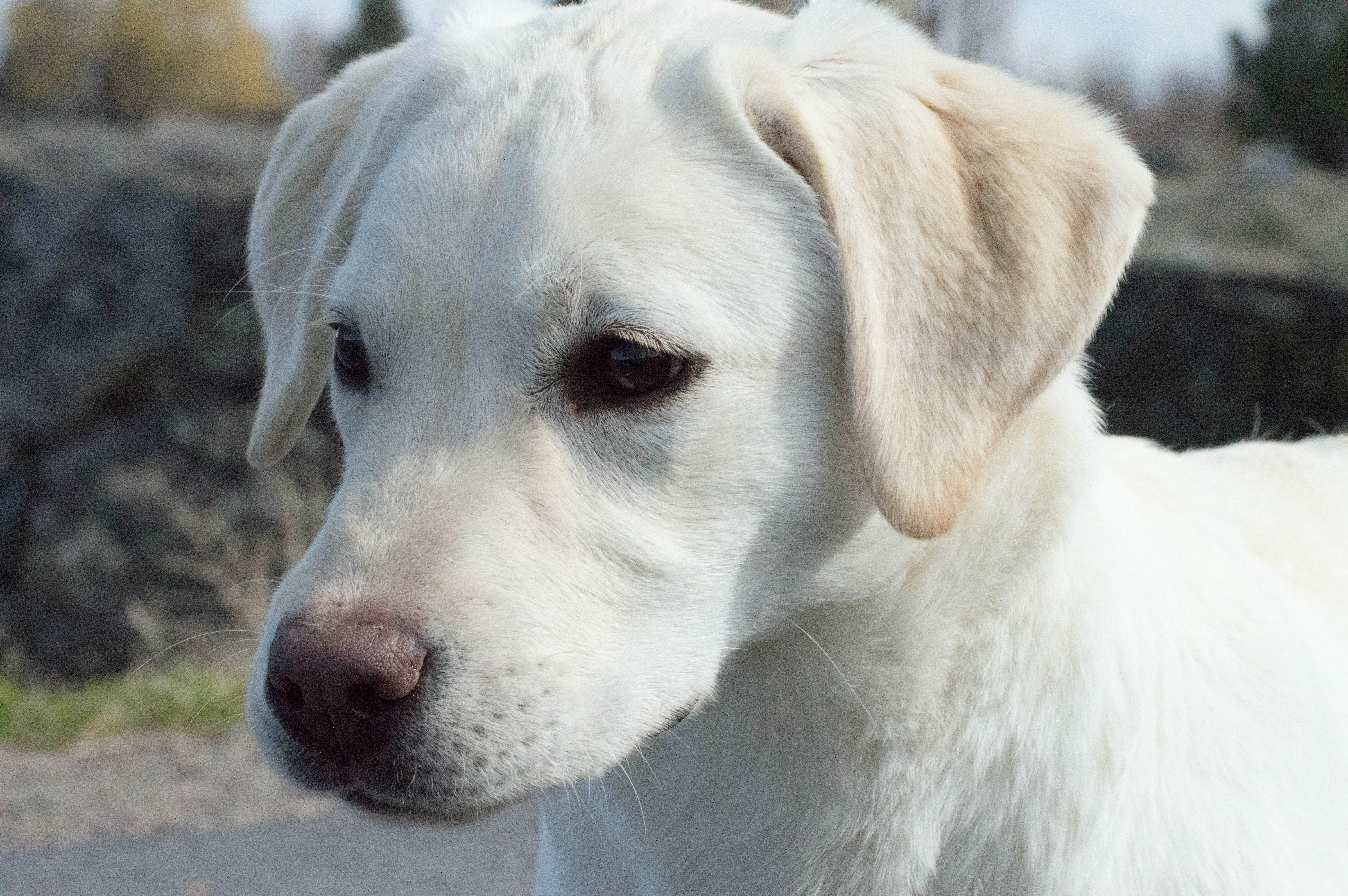 Moon Creek's Fancy Don't Let Me Down | moon-creek-labradors