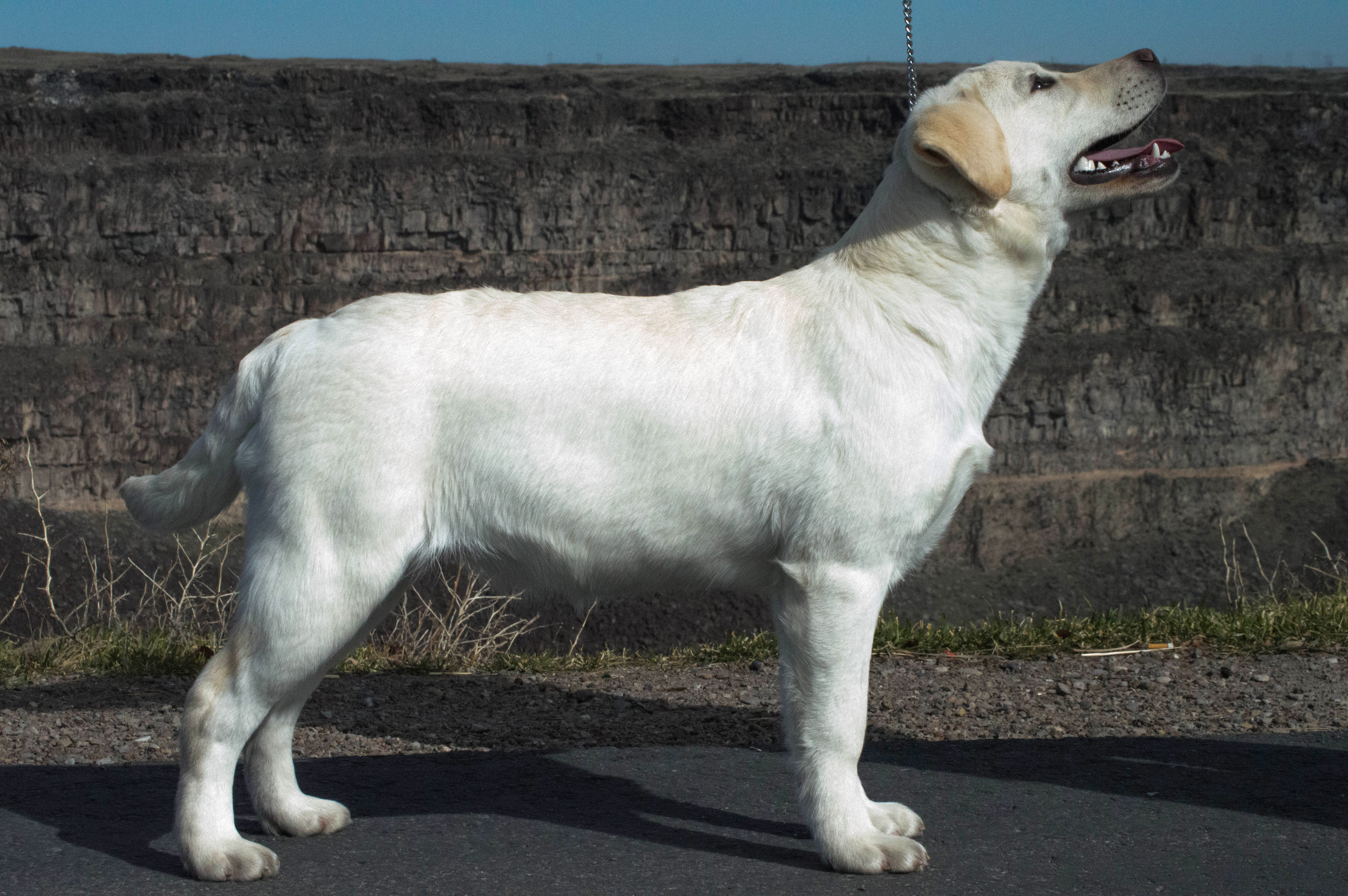 Moon Creek's Fancy Don't Let Me Down | moon-creek-labradors