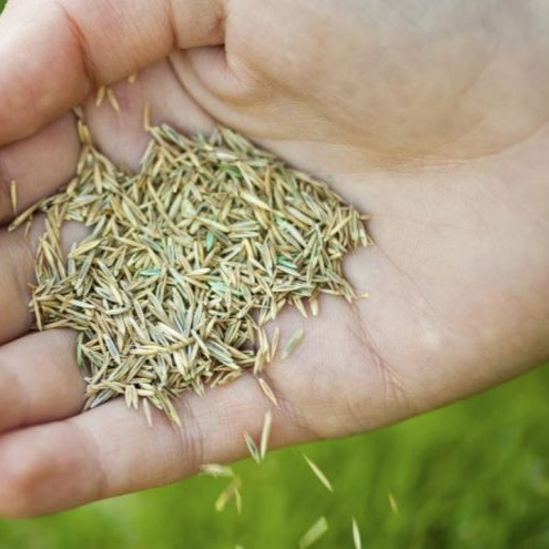 Water Safer Mixture Grass Seed | Art's Landscaping