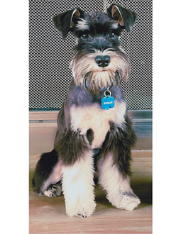 Schnauzer Puppies For Sale | Lone Star Schnauzer | Houston, TX