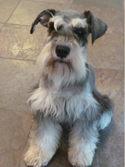 Schnauzer Puppies For Sale | Lone Star Schnauzer | Houston, TX