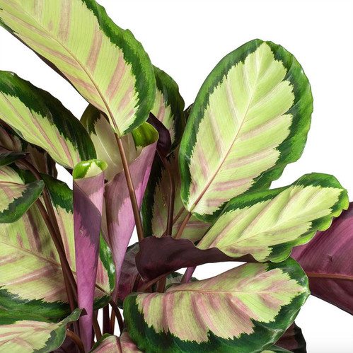 Calathea Picturata - Fiuri Shop Vendita Fiori e Piante On line | Fiuri ...