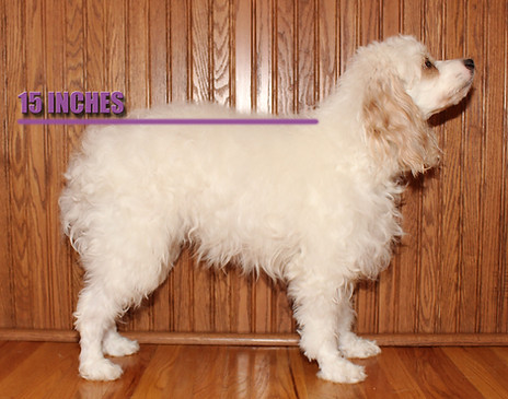 Pleasant Meadows ~ Cavapoos 101