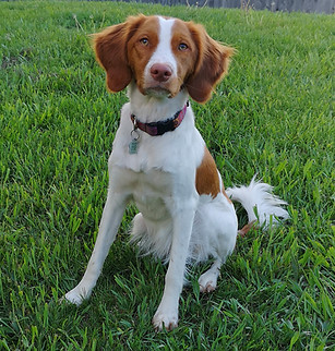 Our Dogs | Pleasant Meadows