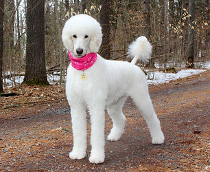 Our Dogs | Pleasant Meadows