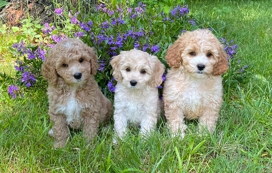 Our Past Litters | Pleasant Meadows