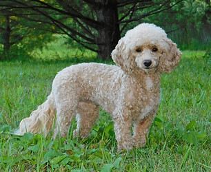 Our Dogs | Pleasant Meadows