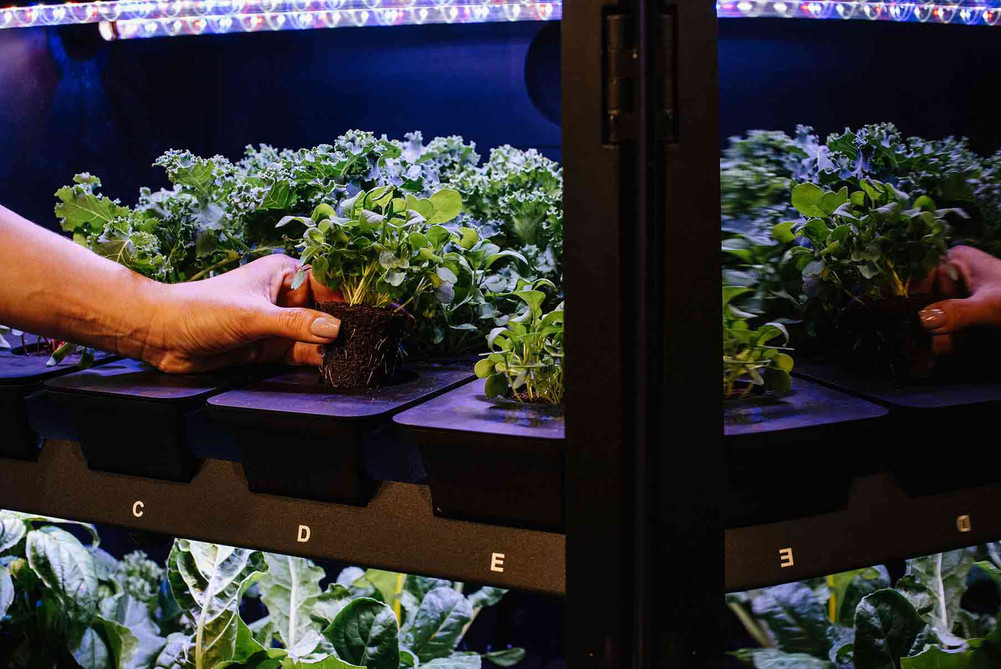 Agwa | Smart Greens Solution | AgwaFarm