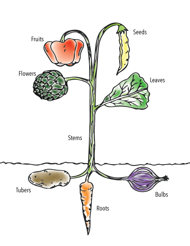 Classification of Vegetable Crops