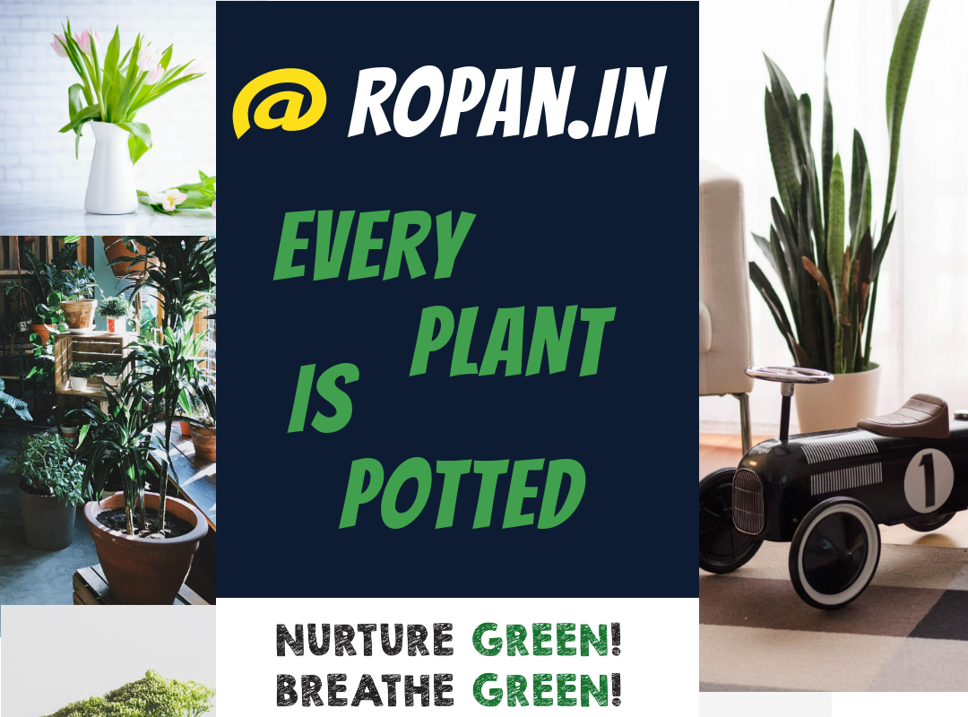 Buy Green Plants Online | India's #1 Online Plant Nursery |Ropan