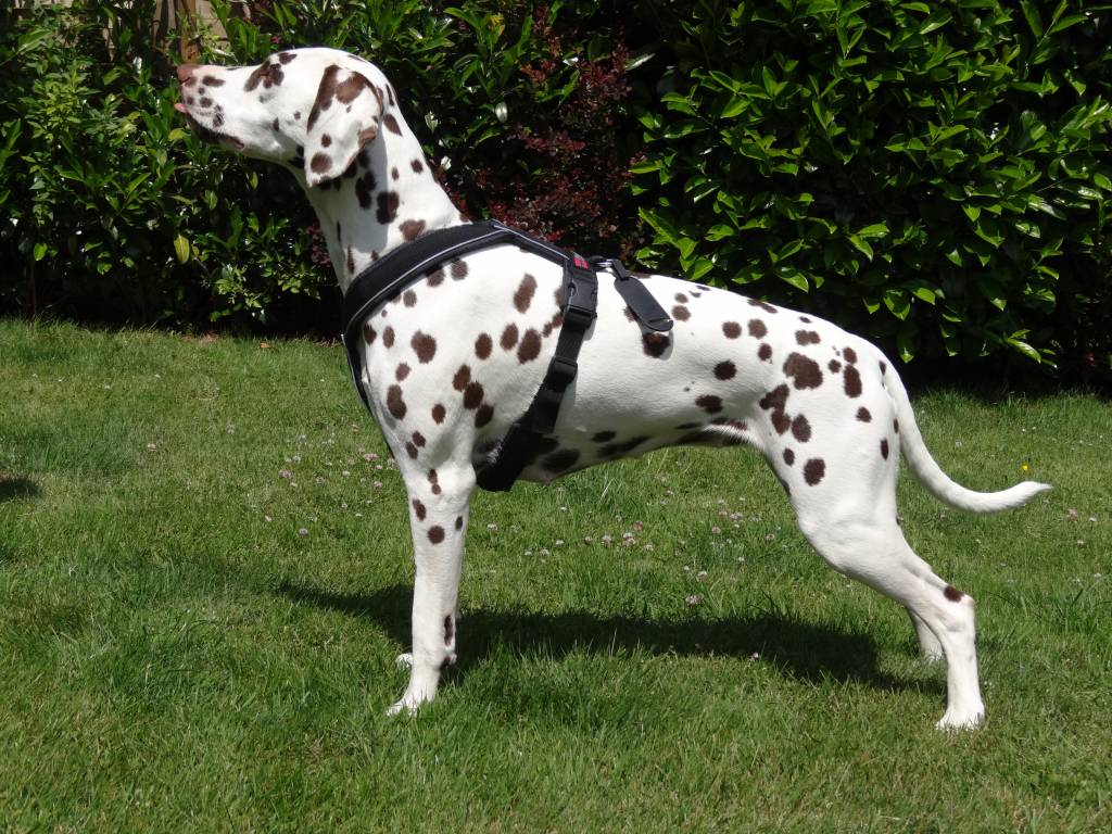 Beisli eða hálsól