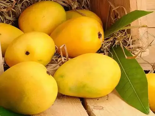 Organic Mangoes | AR4Mangoes-USA
