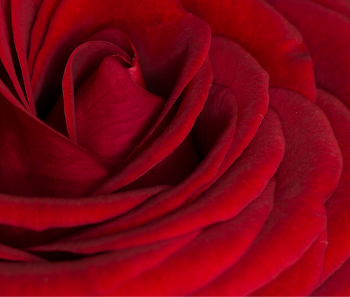 Yoni De-Armouring Guided Ritual 🌹 | Melissa Sanger