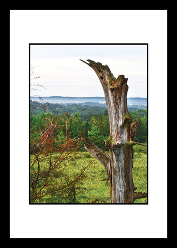 Sentinel | riverbendgalleries