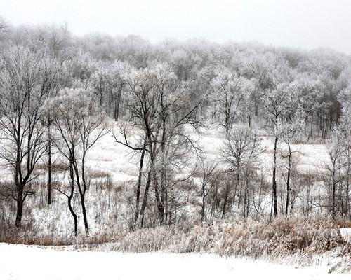 Frosted Forest | riverbendgalleries