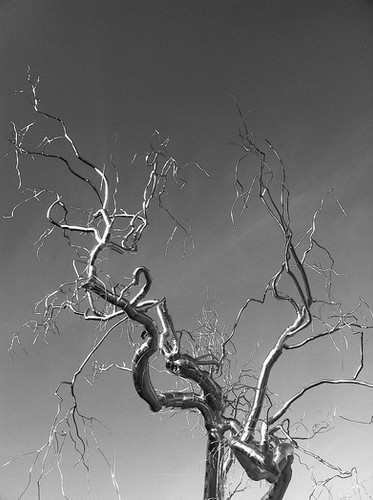 Liquid Tree | riverbendgalleries