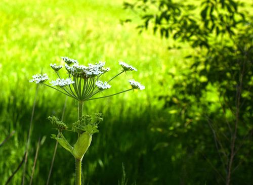 The White Queen | riverbendgalleries