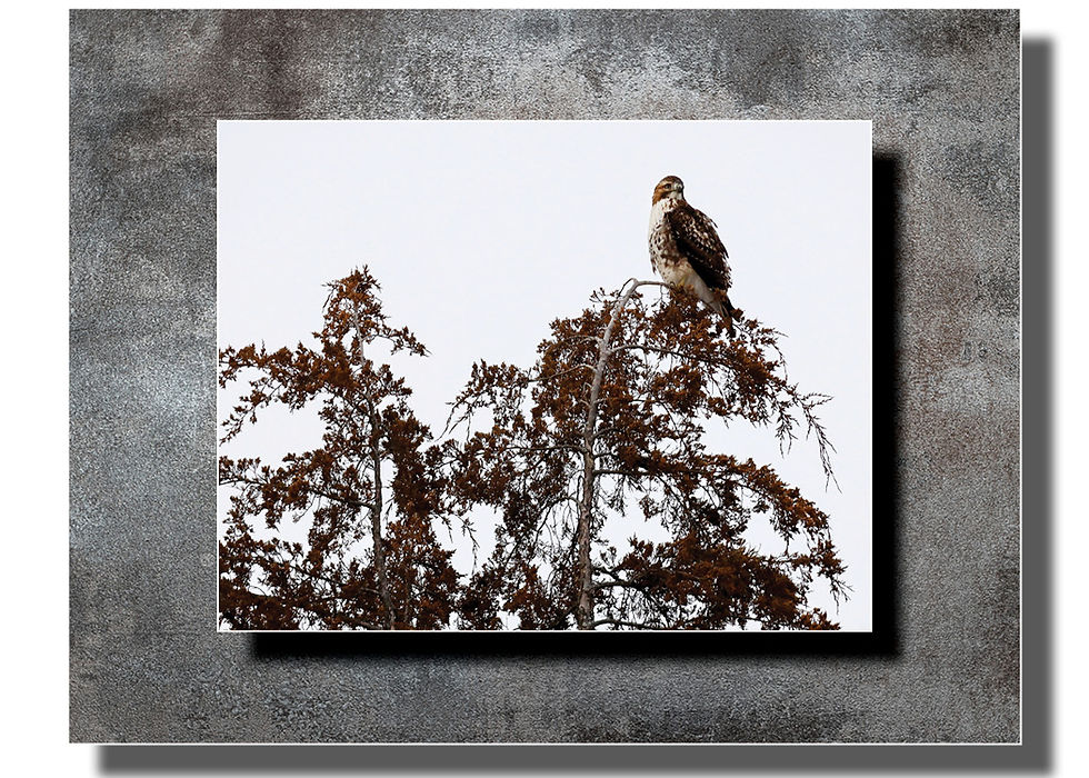 ALL GALLERY PRINTS | riverbendgalleries 5/8