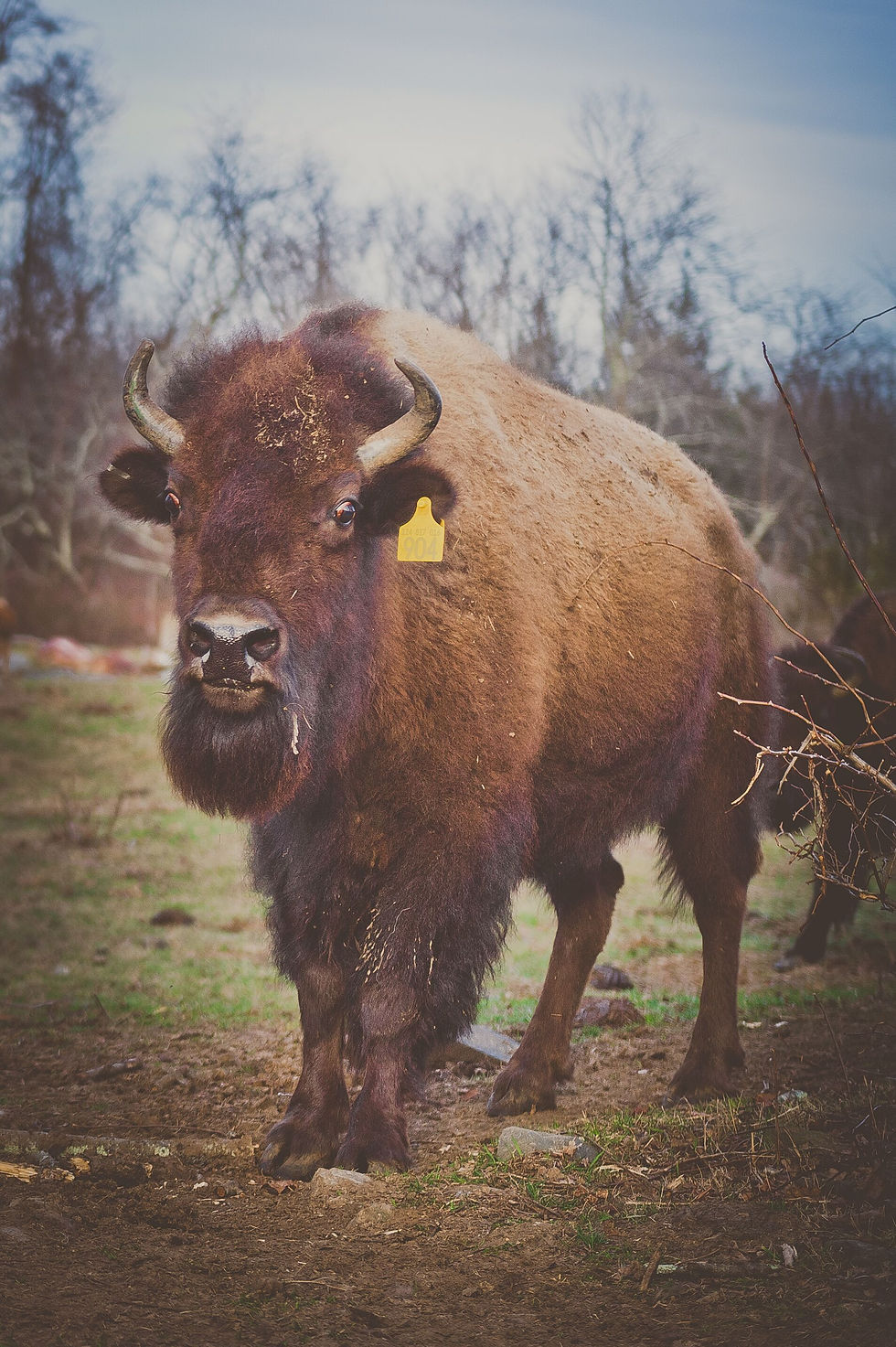 Gallery | creamery-brook-bison