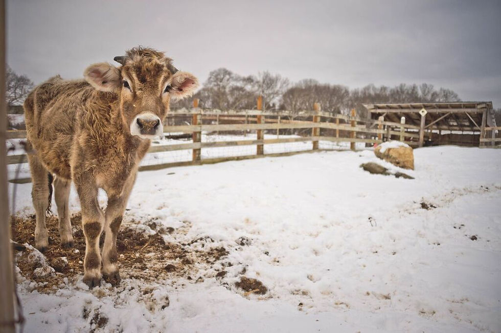 Gallery | creamery-brook-bison