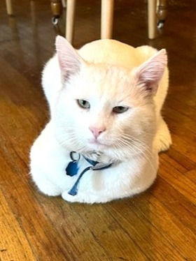 A cat is just a cat...except when it's not