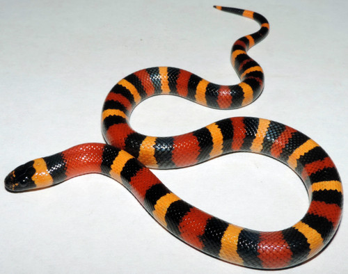 Falso Coral Apricot | Gpocoatlan