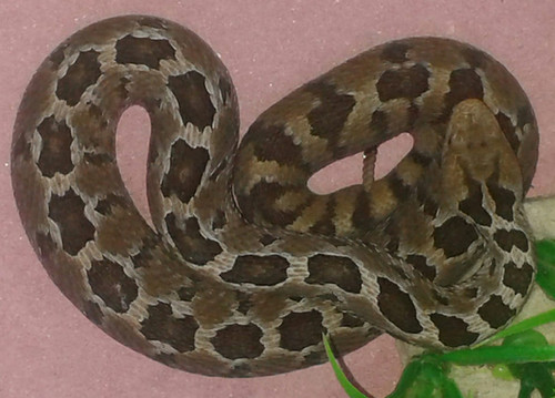 Crotalus ravus | Gpocoatlan