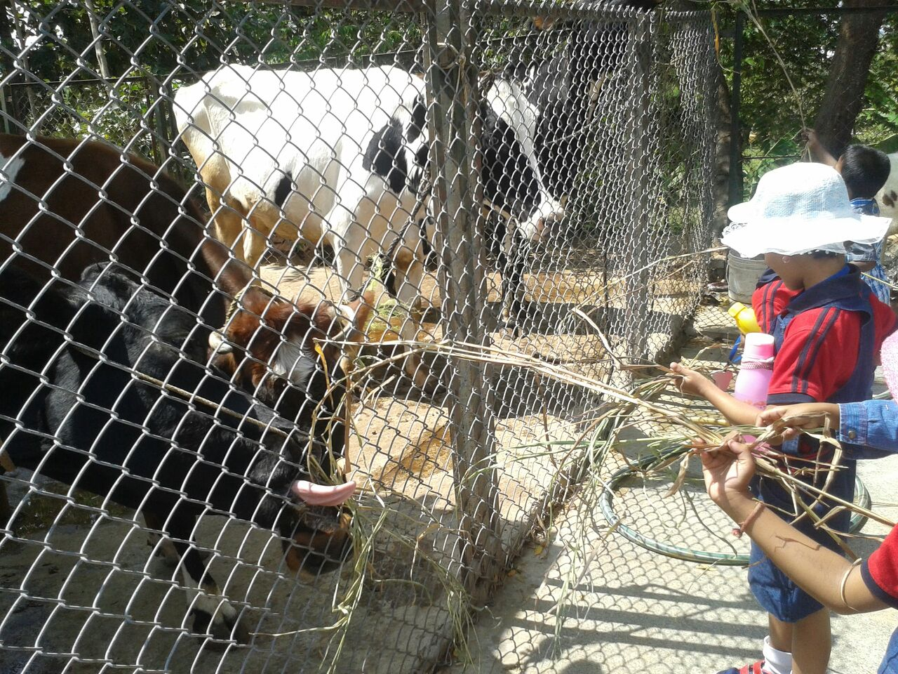 Enchantng Acres | Activiies | Animal interaction | Ponyride | pottery