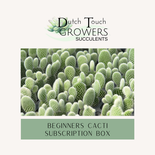 Beginner Cacti Subscription Box | Dutch Touch Growers