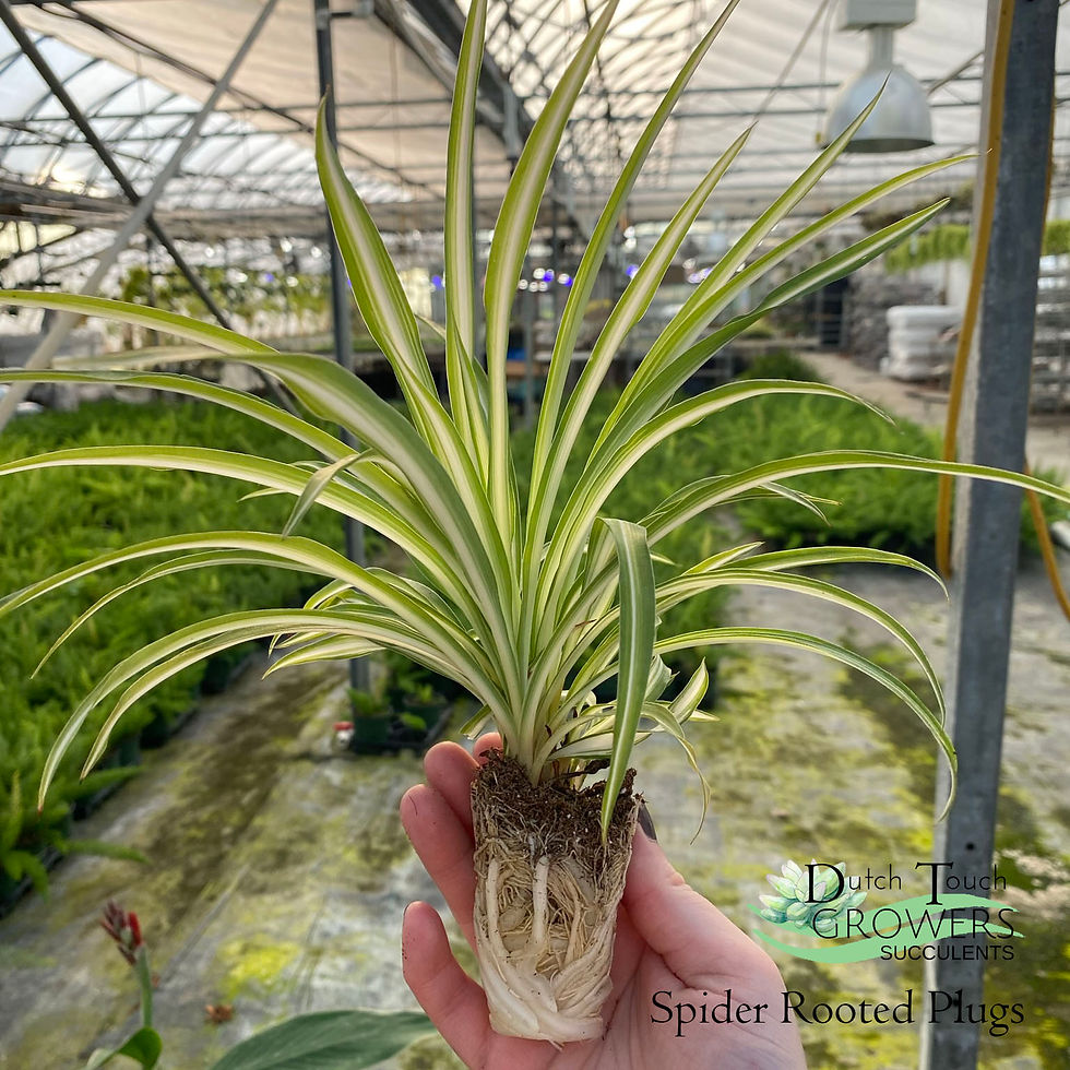 Quality Plants | Dutch Touch Growers | United States